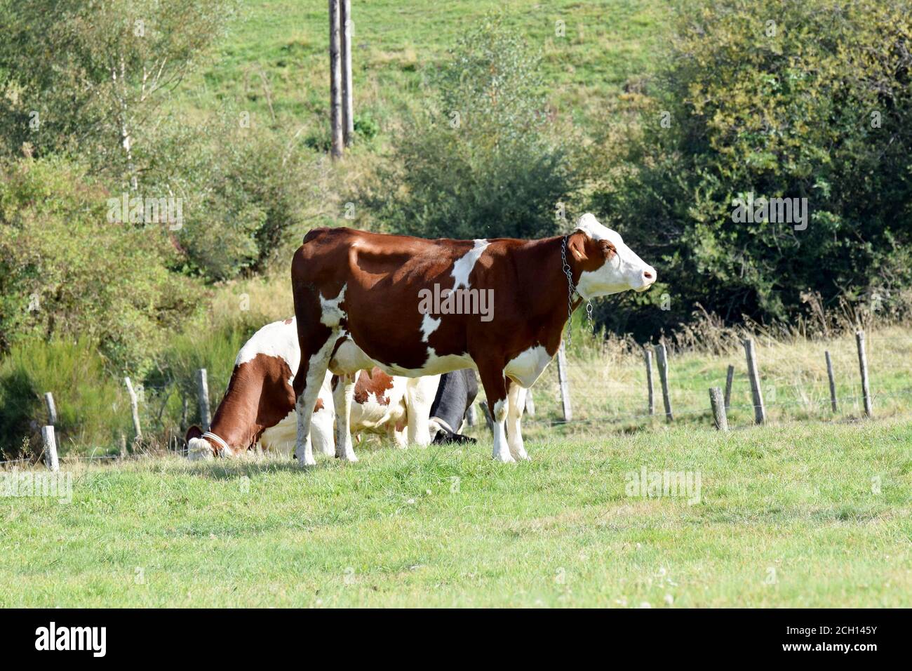 Portrait de vache Montbéliarde Stock Photo - Alamy