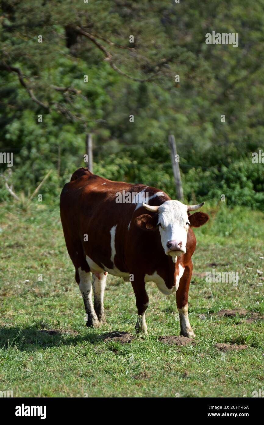 Portrait de vache Montbéliarde Stock Photo - Alamy