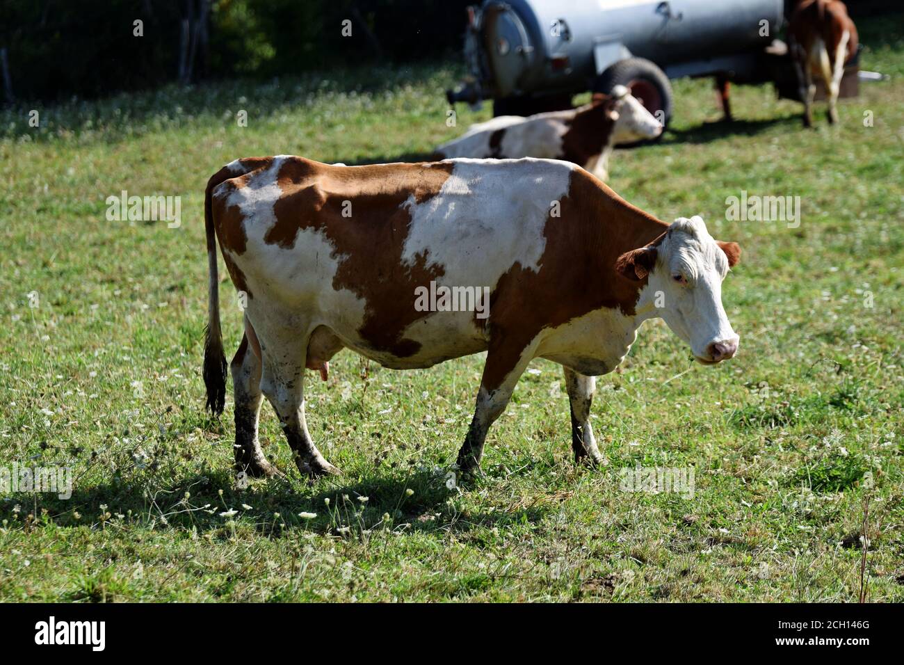 Portrait de vache Montbéliarde Stock Photo - Alamy