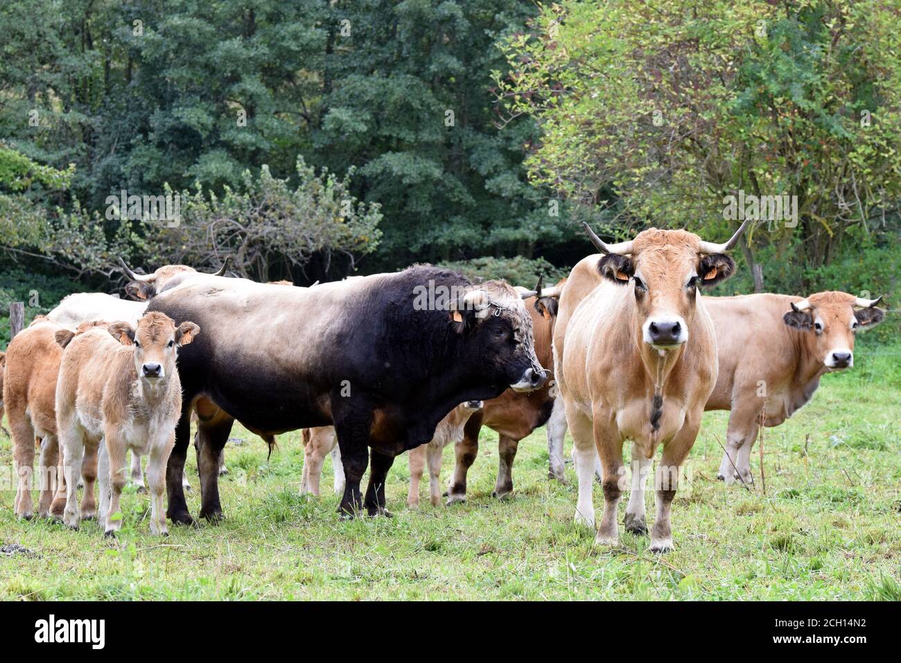 Troupeau de vaches Aubrac avec taureau Stock Photo - Alamy