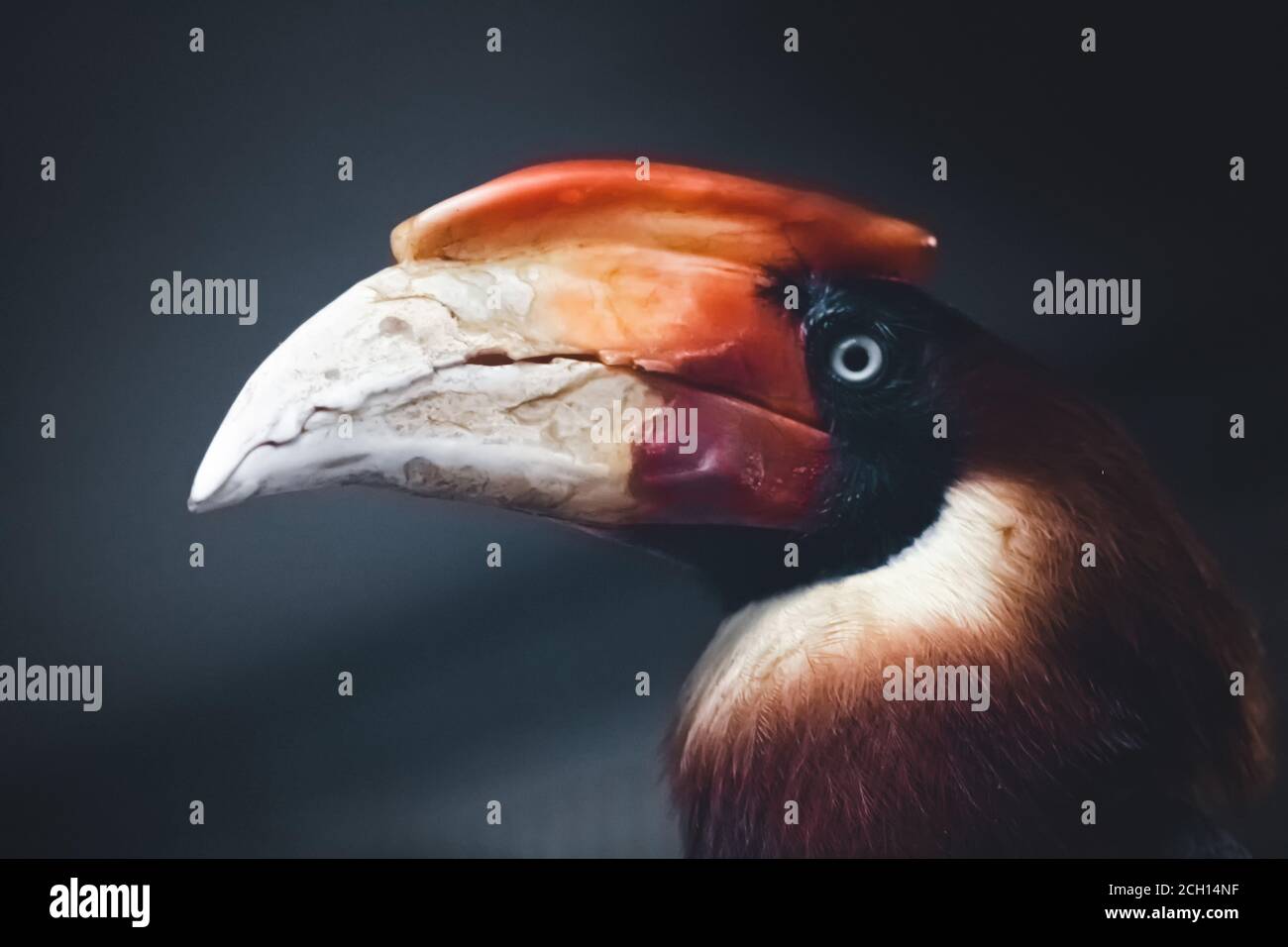 Cartoon toucan hi-res stock photography and images - Alamy
