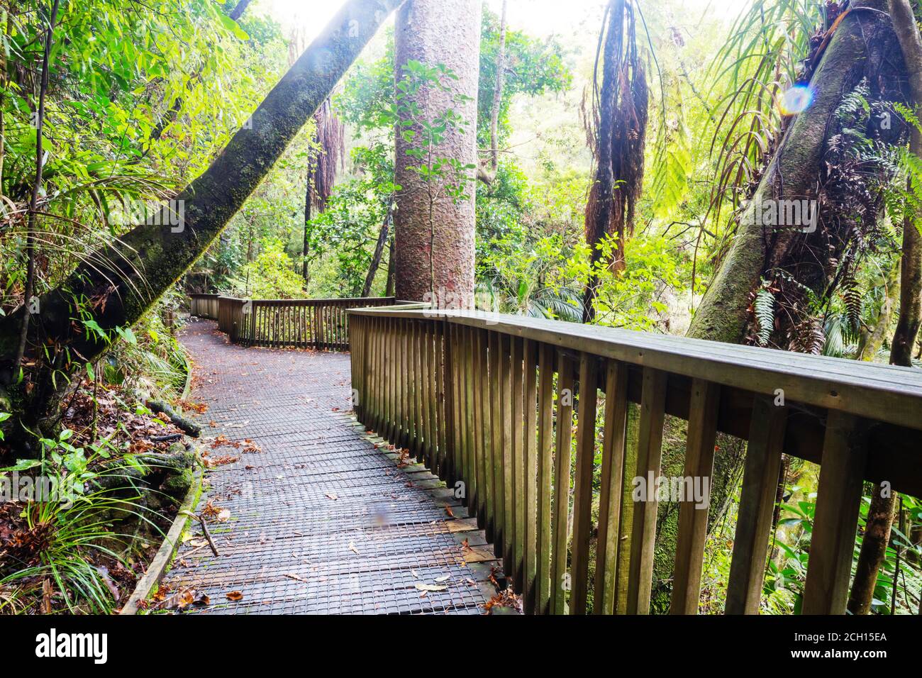 New Zealand tropical jungle forest. Green natural background Stock ...