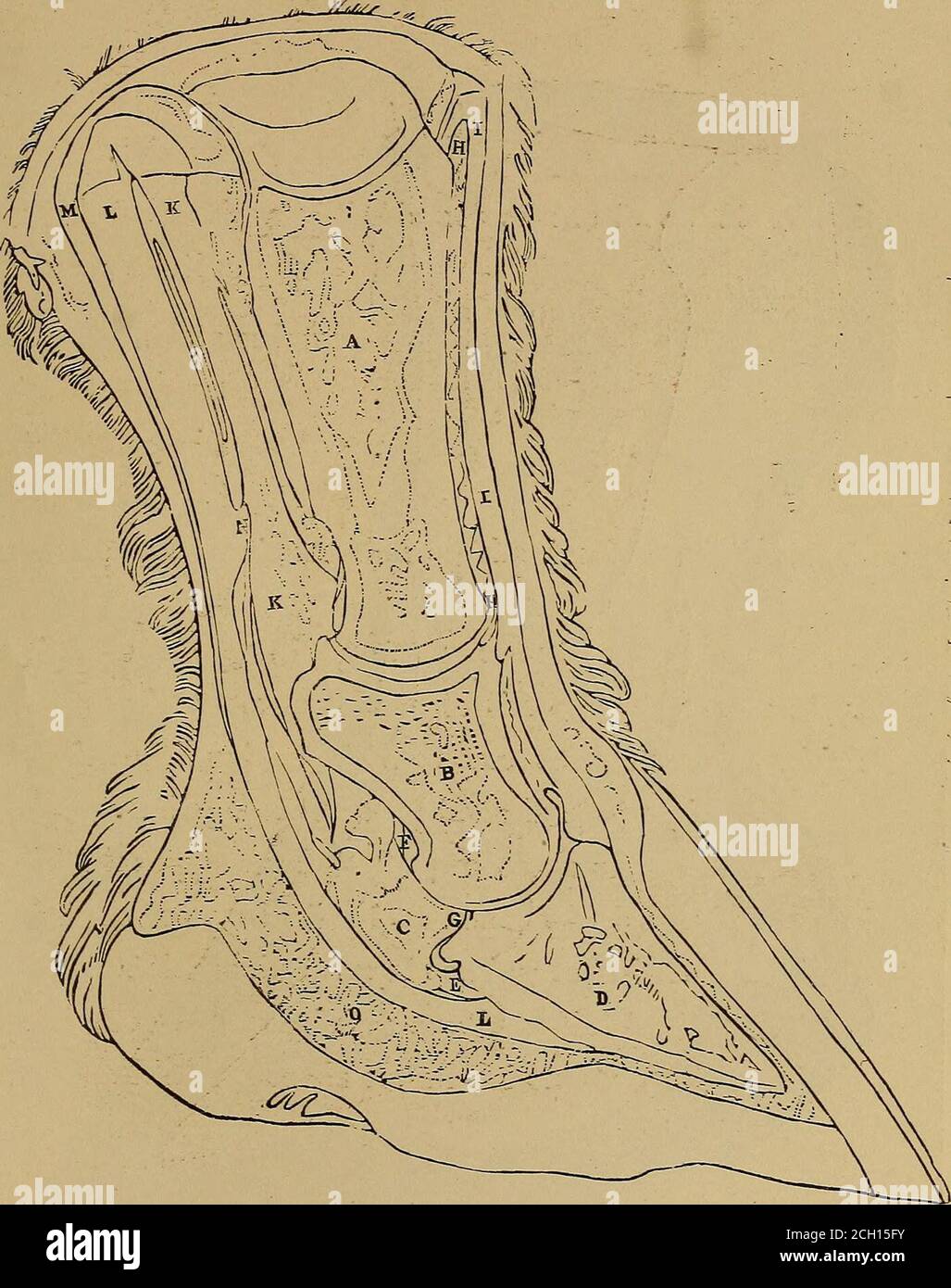 Posterior descending coronary artery hi-res stock photography and ...