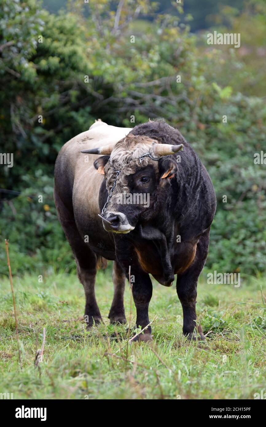 Portrait de taureau Aubrac Stock Photo - Alamy