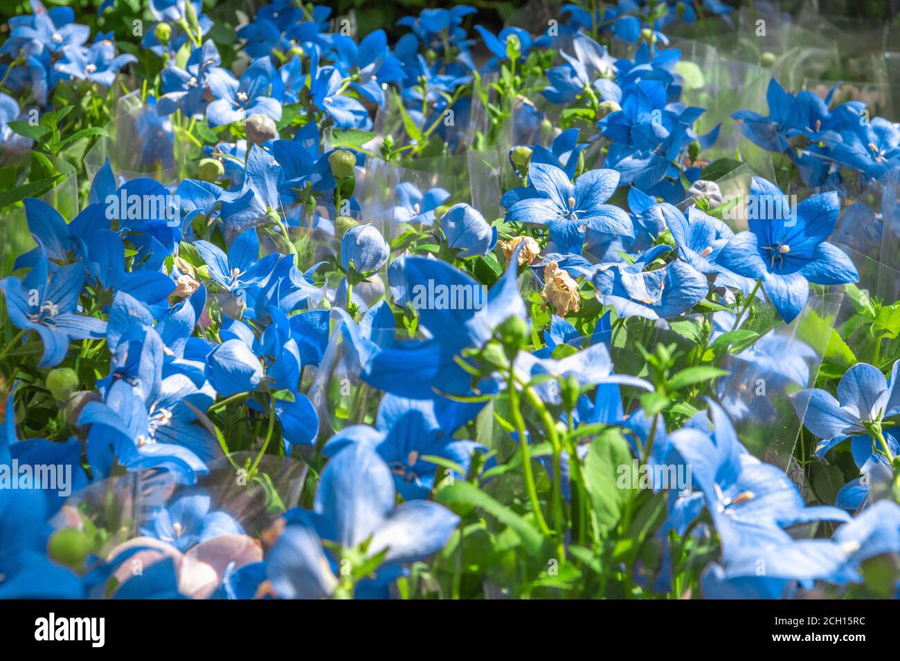 Colorful blue flowers at the entry to flower shop. Many bouquet of blue ...