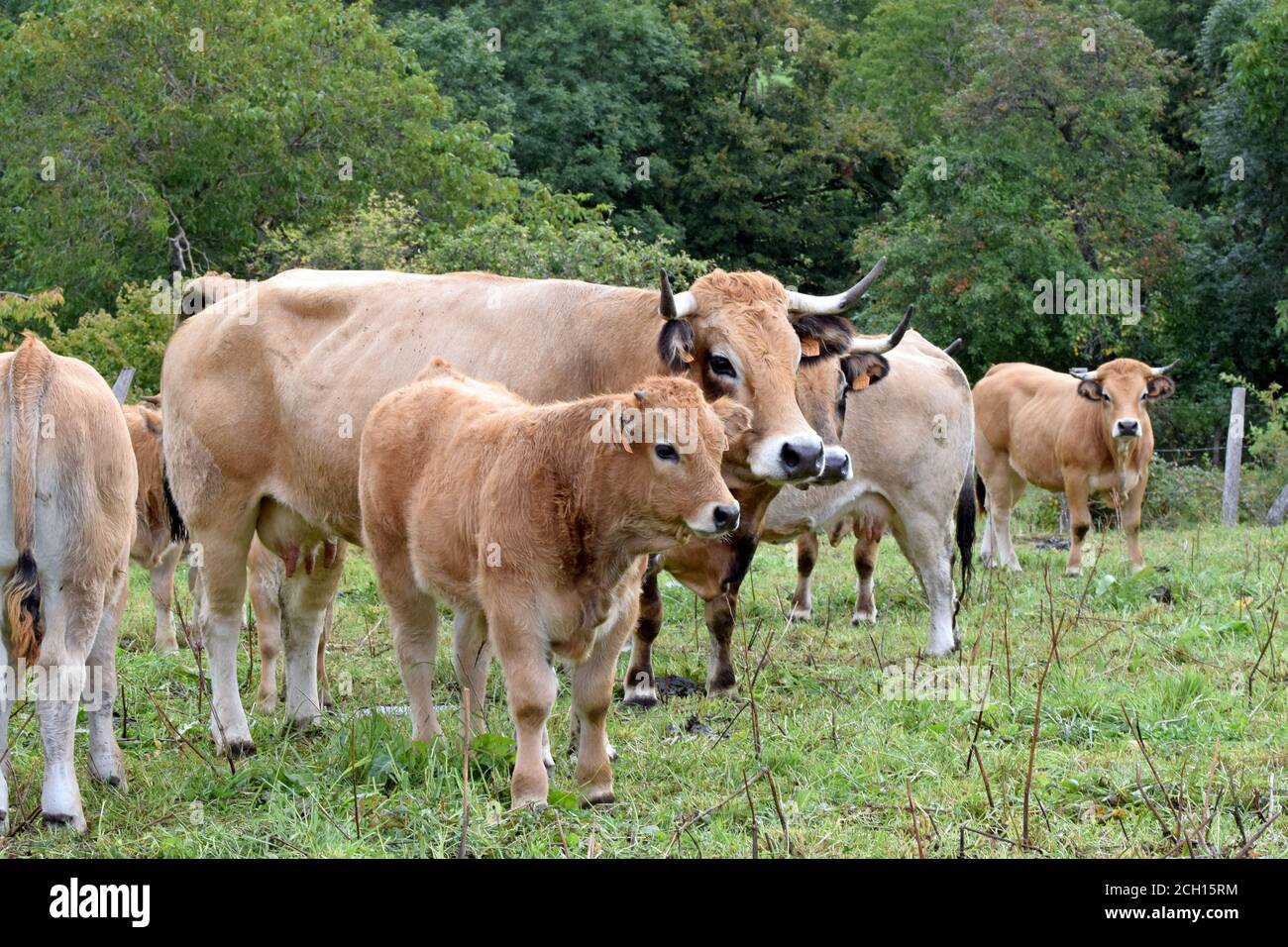 Aubrac beef hi-res stock photography and images - Alamy