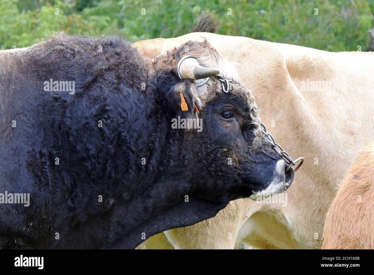 Boeuf Aubrac Logo
