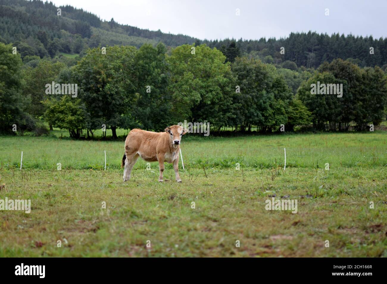Aubrac beef hi-res stock photography and images - Alamy