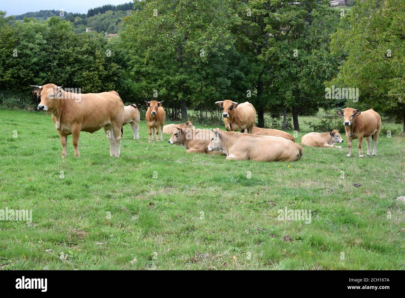Vaches aubrac hi-res stock photography and images - Alamy