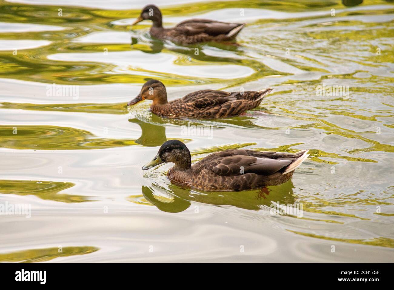 Mallard duck male female mating hi-res stock photography and images - Alamy