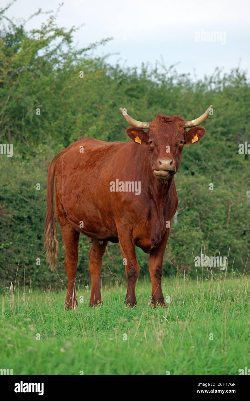 Portrait de vache Salers Stock Photo - Alamy