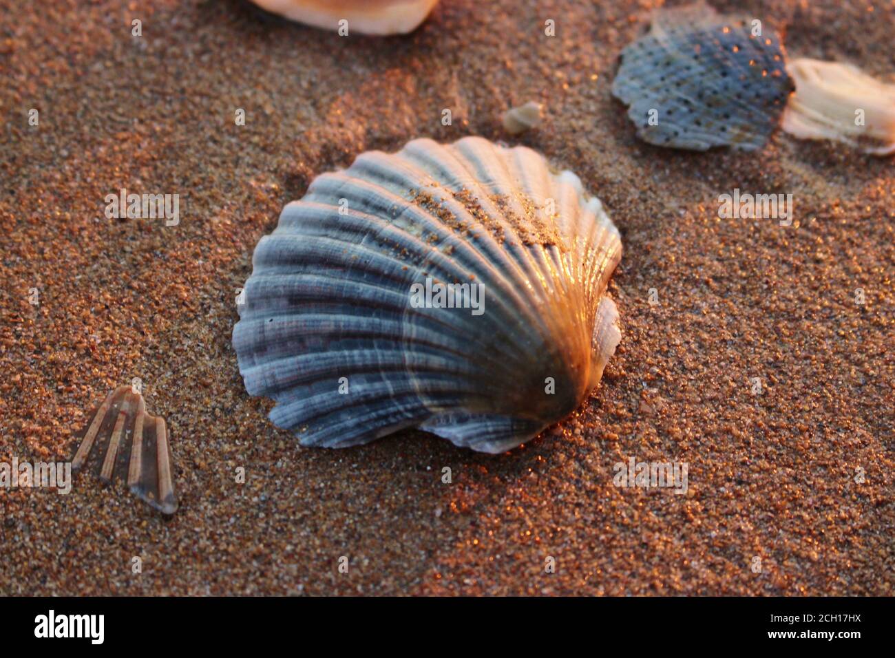 Seashell on the beach Stock Photo - Alamy