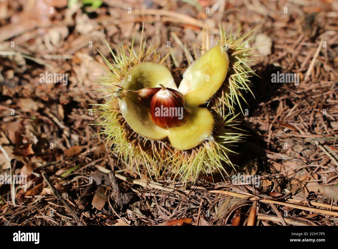 Openfruit hi-res stock photography and images - Alamy