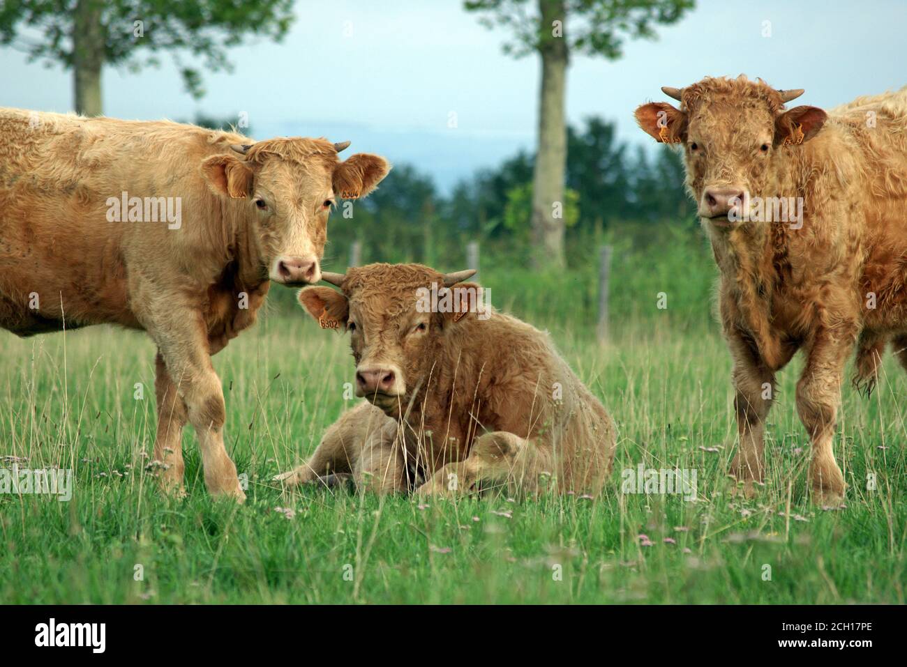 Veau croisé Salers - Charolais Stock Photo - Alamy