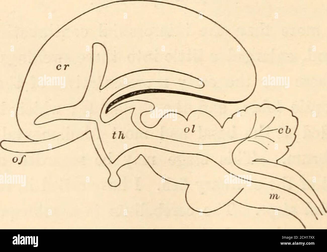 Bird embryology hi-res stock photography and images - Alamy