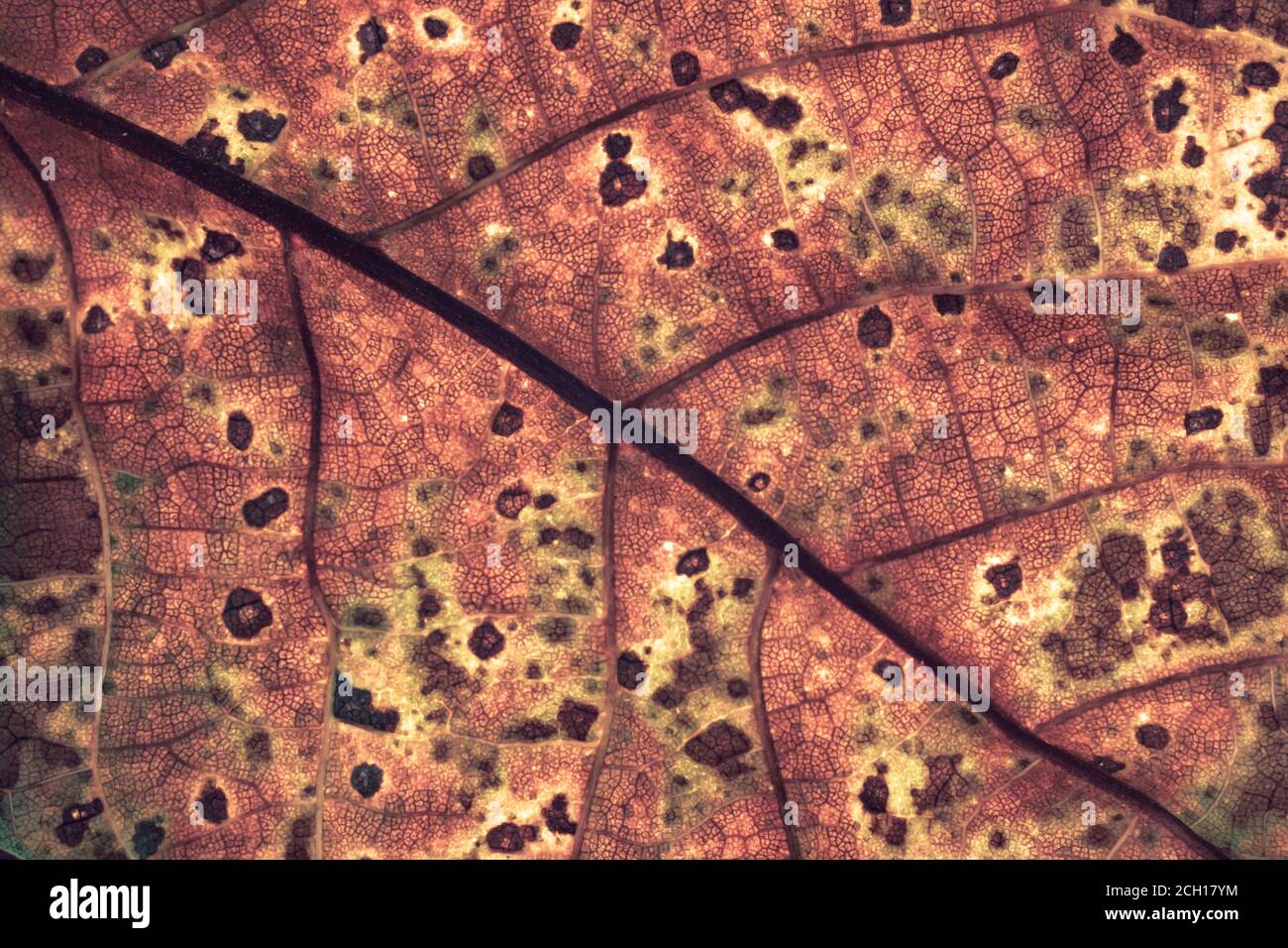 Close up Detail of a old leaf plant. Beautiful Background pattern for ...