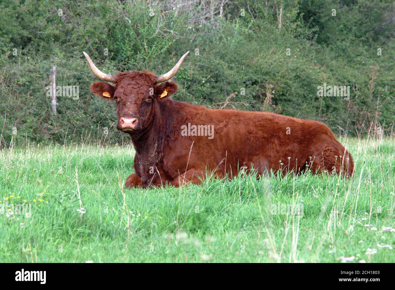 Portrait de vache Salers Stock Photo - Alamy