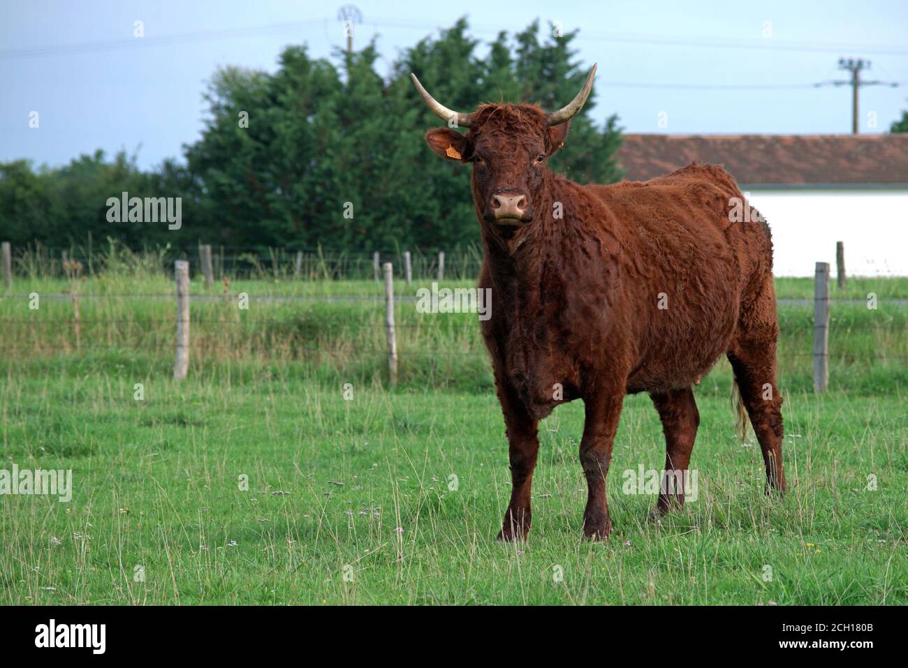 Portrait de vache Salers Stock Photo - Alamy