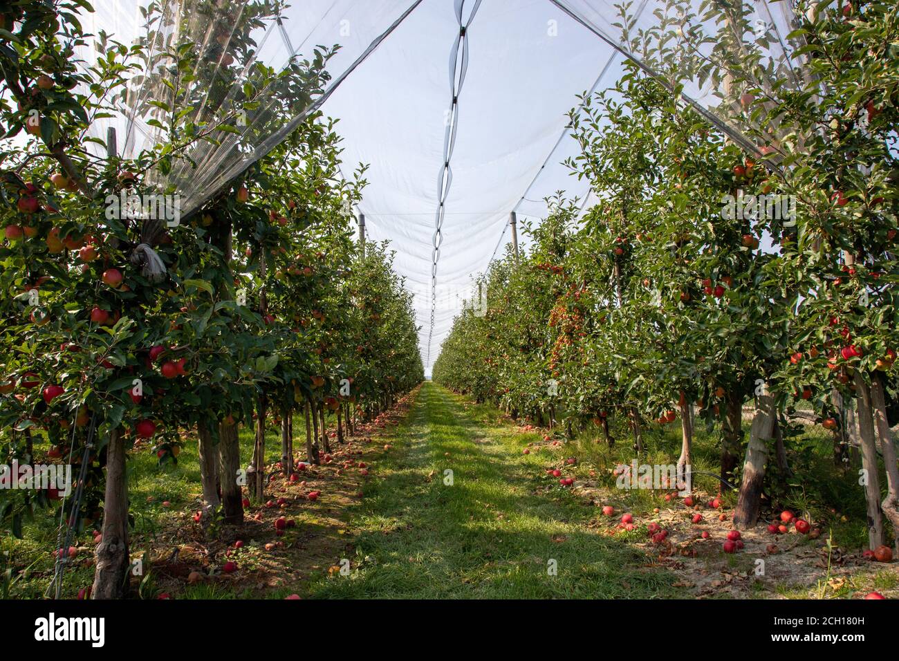 view into apple plantation for red apples, outdoors Stock Photo - Alamy