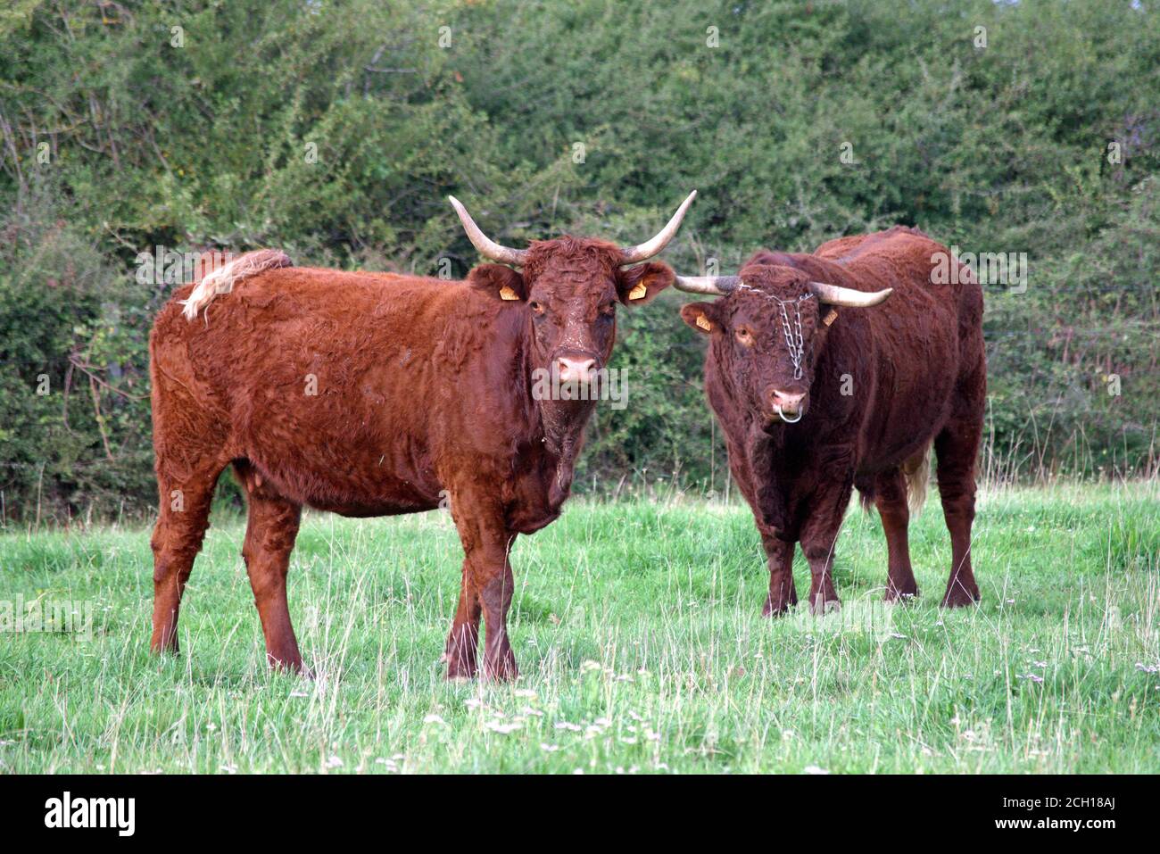 Vache et taureau Salers Stock Photo - Alamy