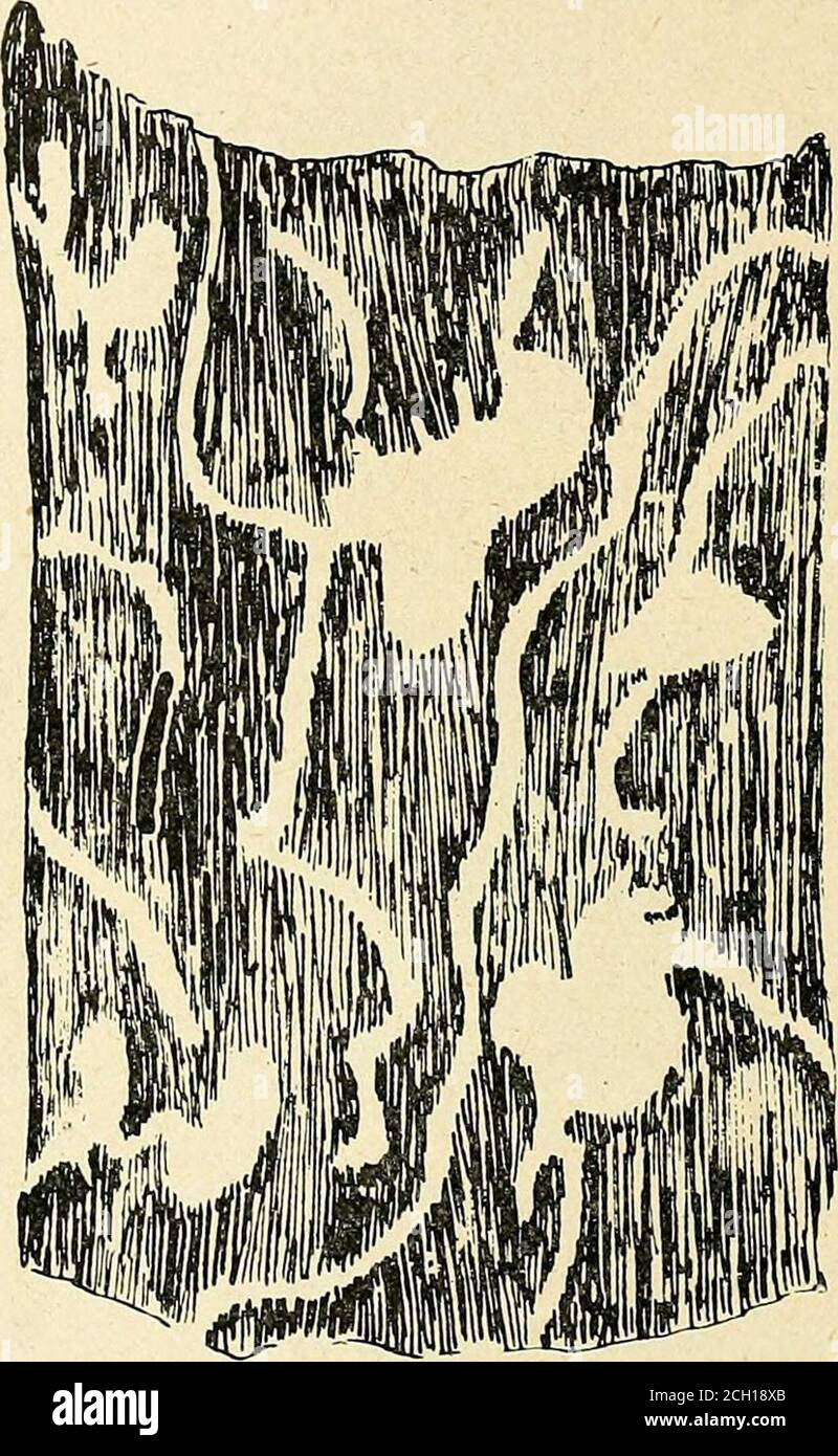 . Documentary journal of Indiana 1905 . trees. They were doing greiat ...