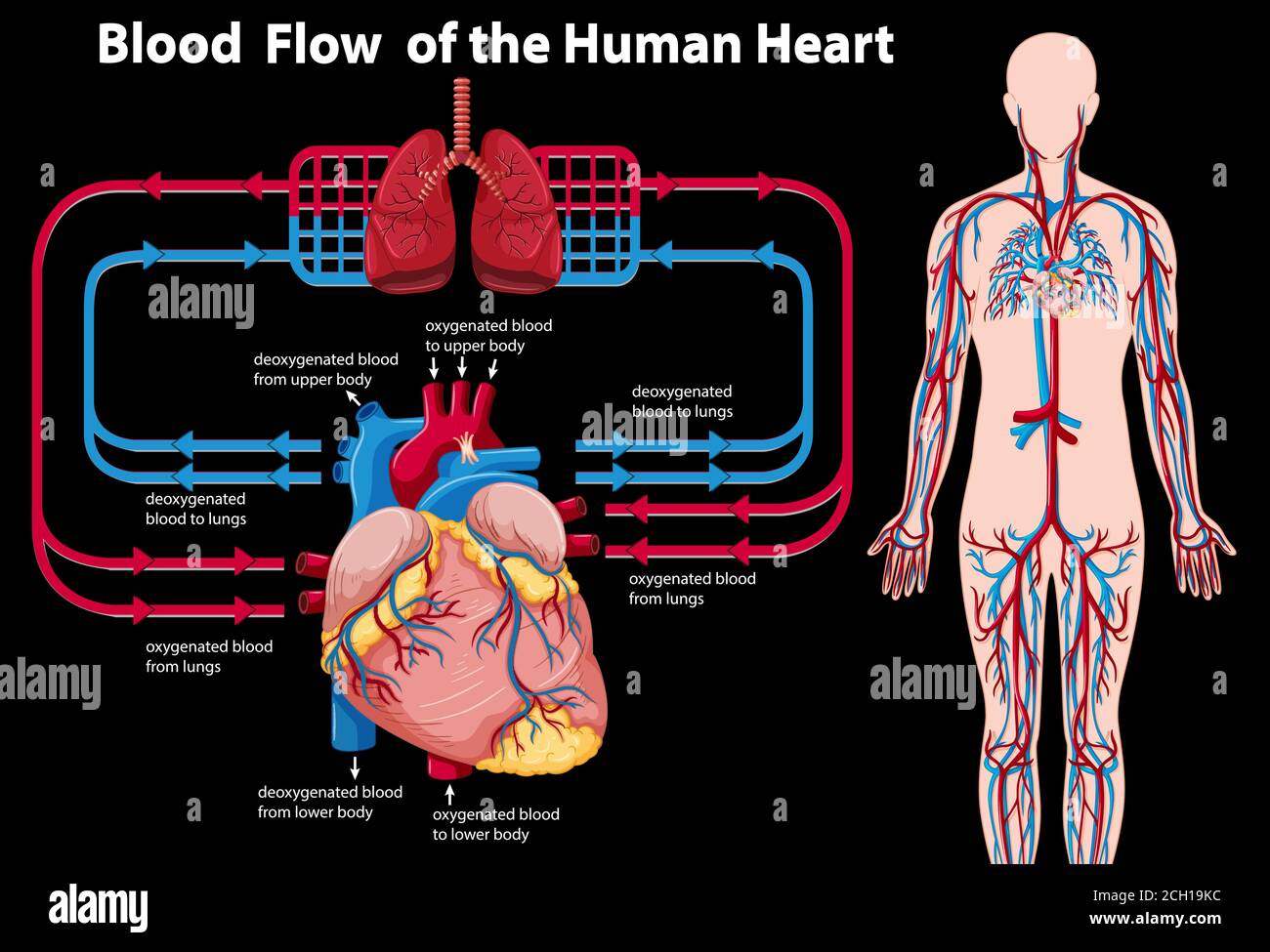 Heart lungs blood vessels human body hi-res stock photography and ...