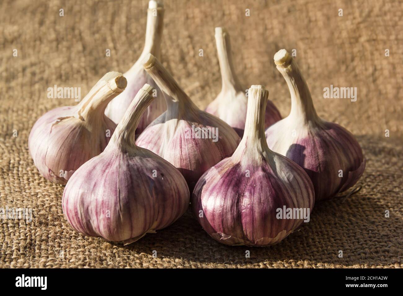 Harvest purple garlic table hi-res stock photography and images - Alamy
