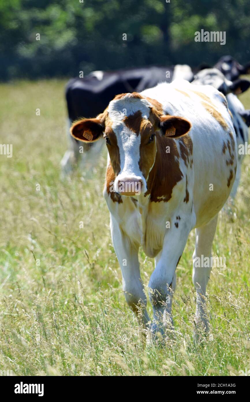 Portrait de vache Prim'Holstein Stock Photo - Alamy