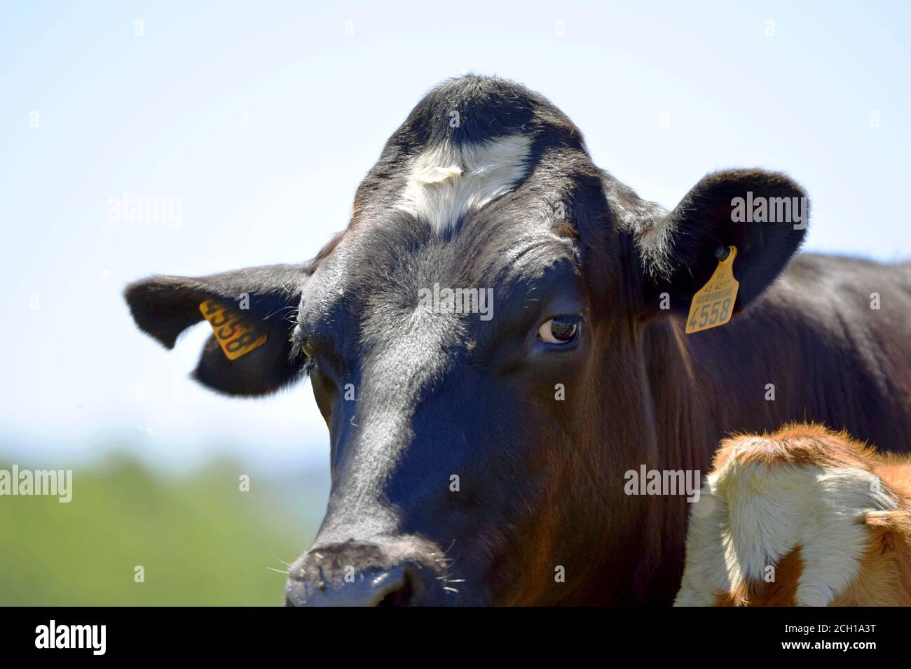 Portrait de vache Prim'Holstein Stock Photo - Alamy
