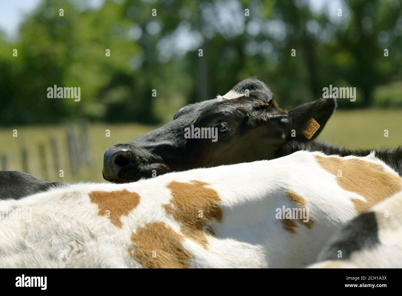 Portrait de vache Prim'Holstein Stock Photo - Alamy