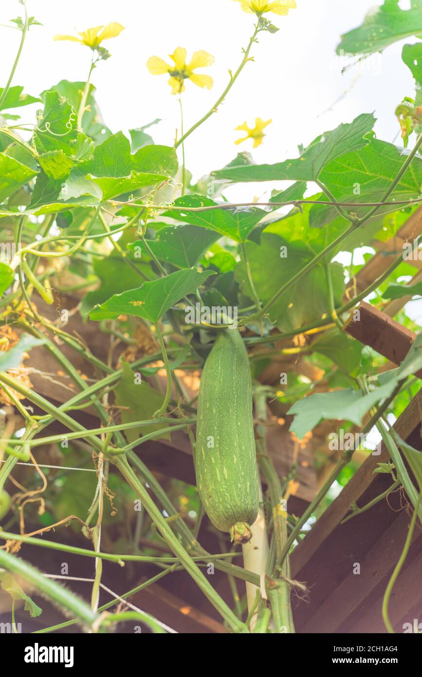 Upward view of organic Luffa fruit with blossom yellow flowers on ...