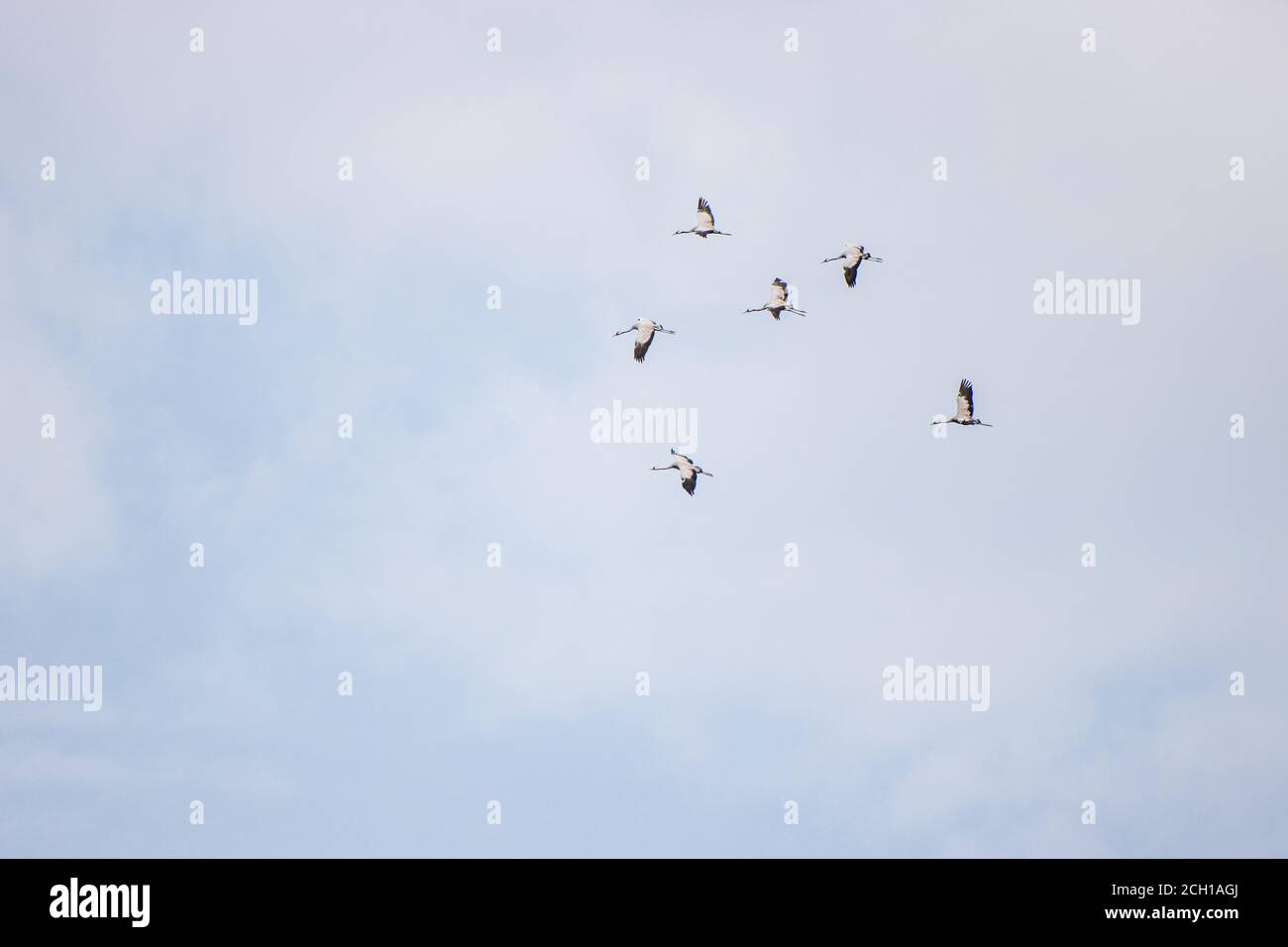 Japanese cranes in river hi-res stock photography and images - Alamy