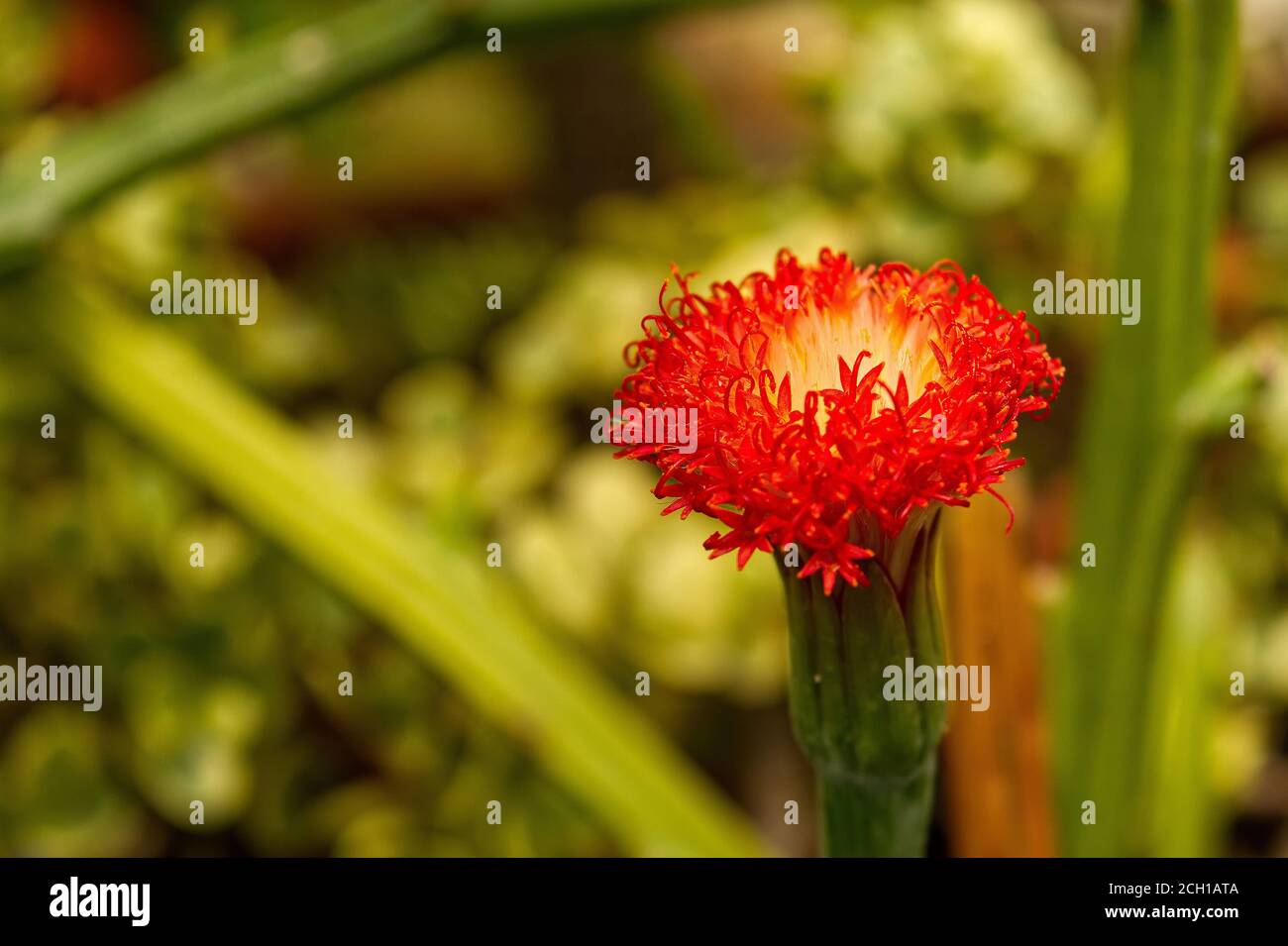 Tropic Flower High Resolution Stock Photography and Images - Alamy