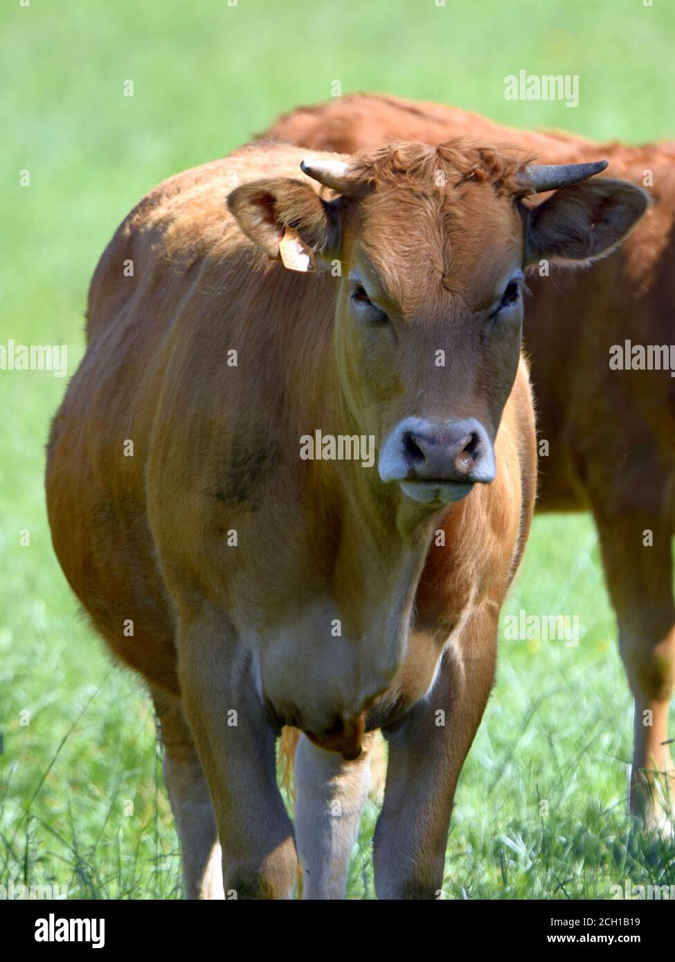 Portrait de génisse Limousine Stock Photo - Alamy
