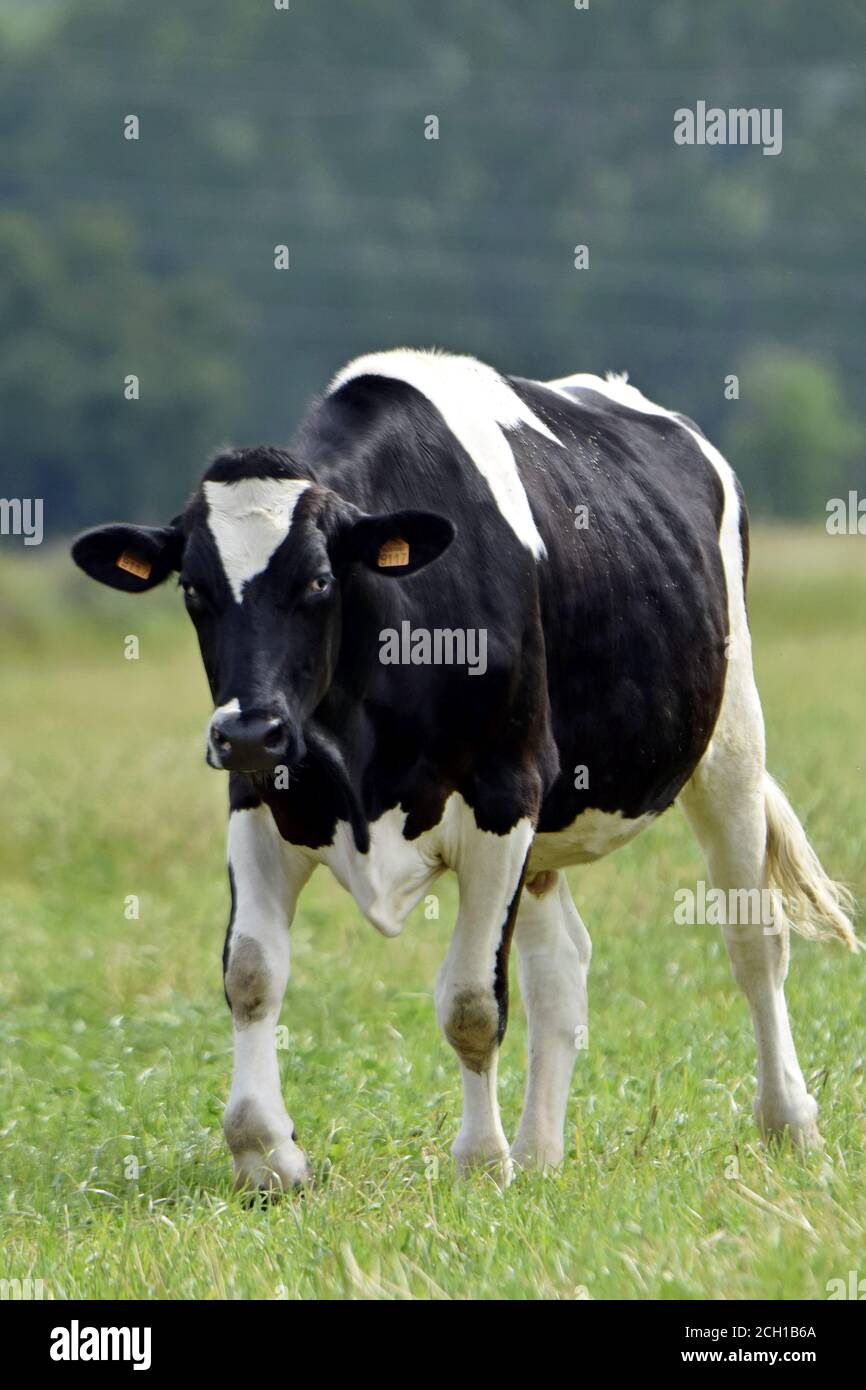 Portrait de vache Prim'Holstein Stock Photo - Alamy