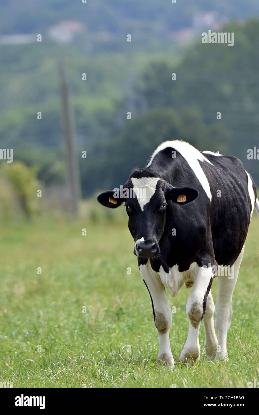 Portrait de vache Prim'Holstein Stock Photo - Alamy
