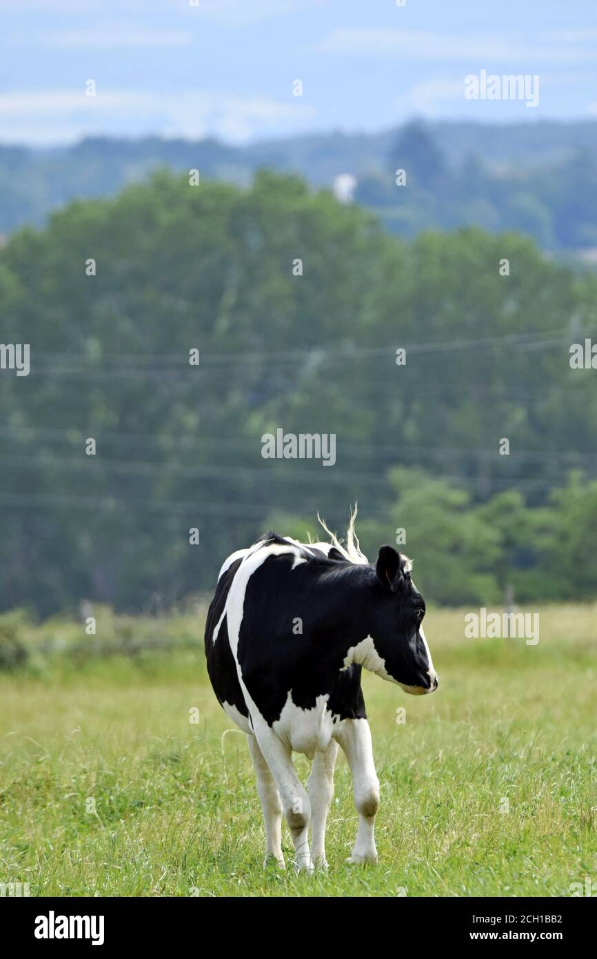 Portrait de vache Prim'Holstein Stock Photo - Alamy