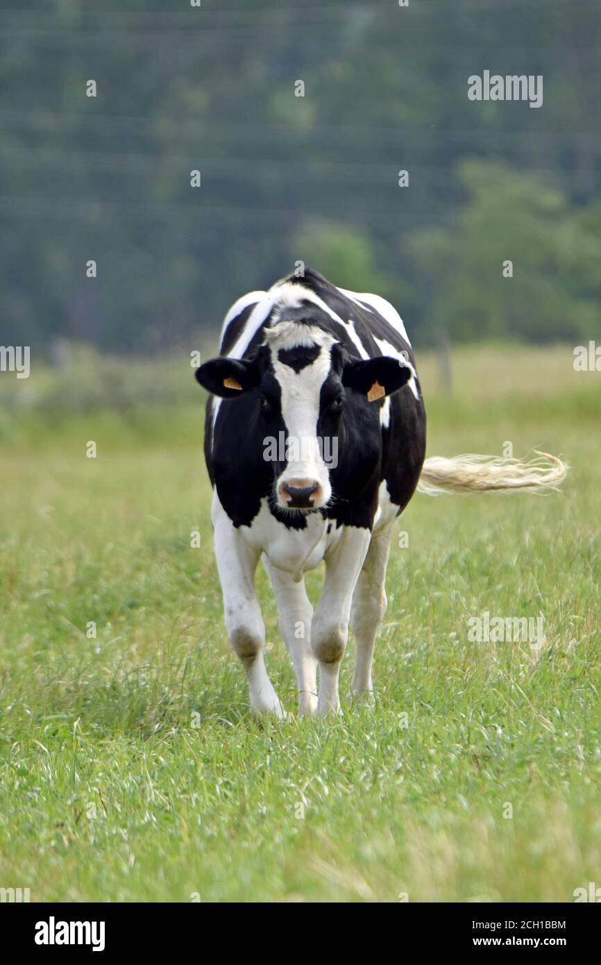 Portrait de vache Prim'Holstein Stock Photo - Alamy