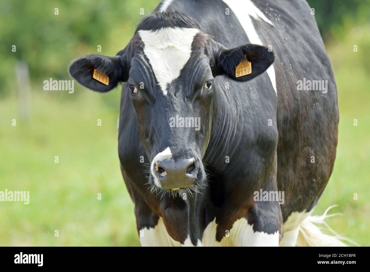 Portrait de vache Prim'Holstein Stock Photo - Alamy
