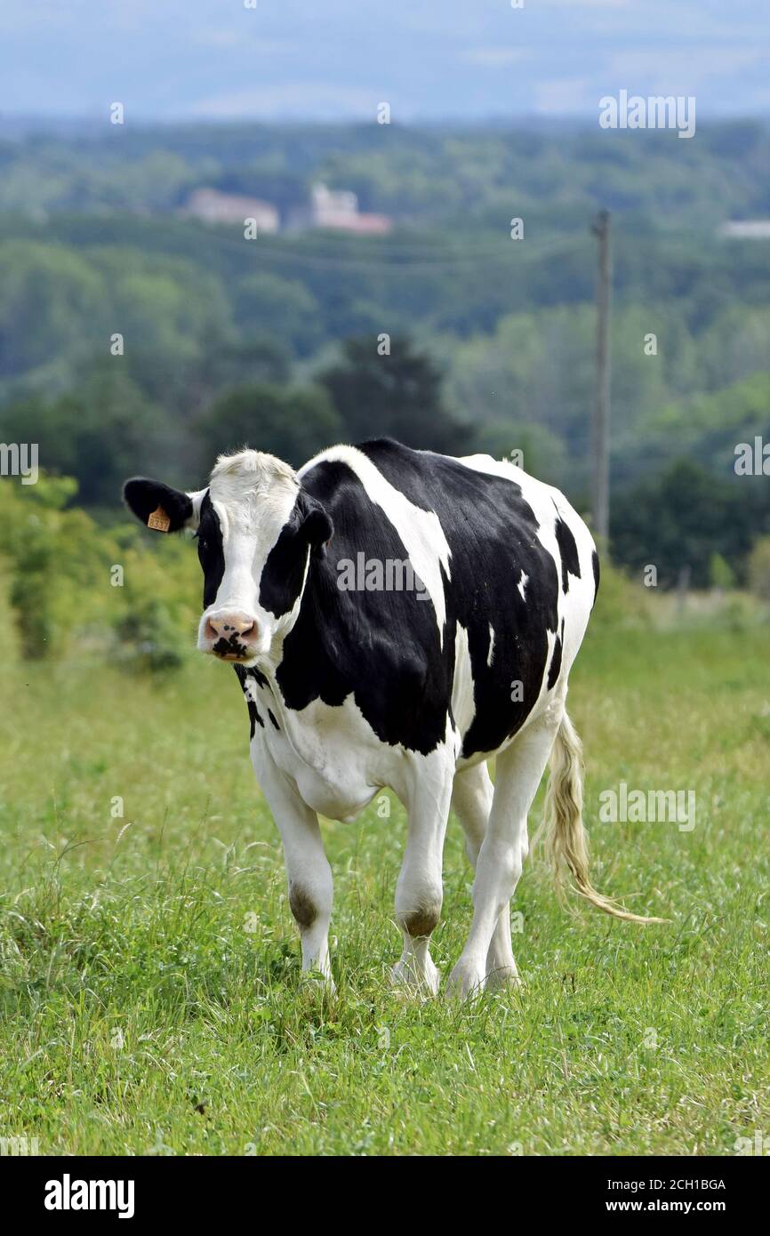 Portrait de vache Prim'Holstein Stock Photo - Alamy