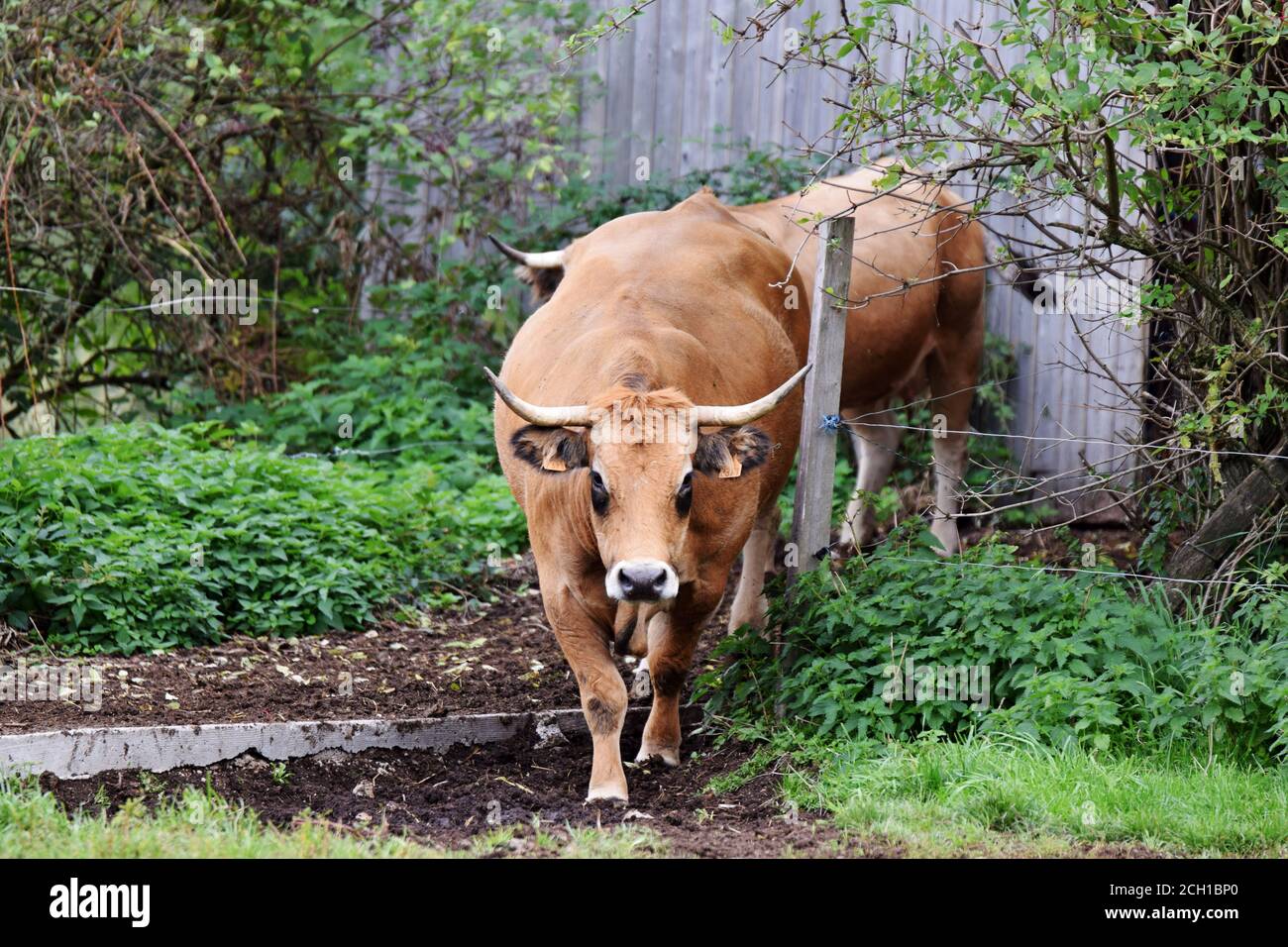 Vache hi-res stock photography and images - Alamy
