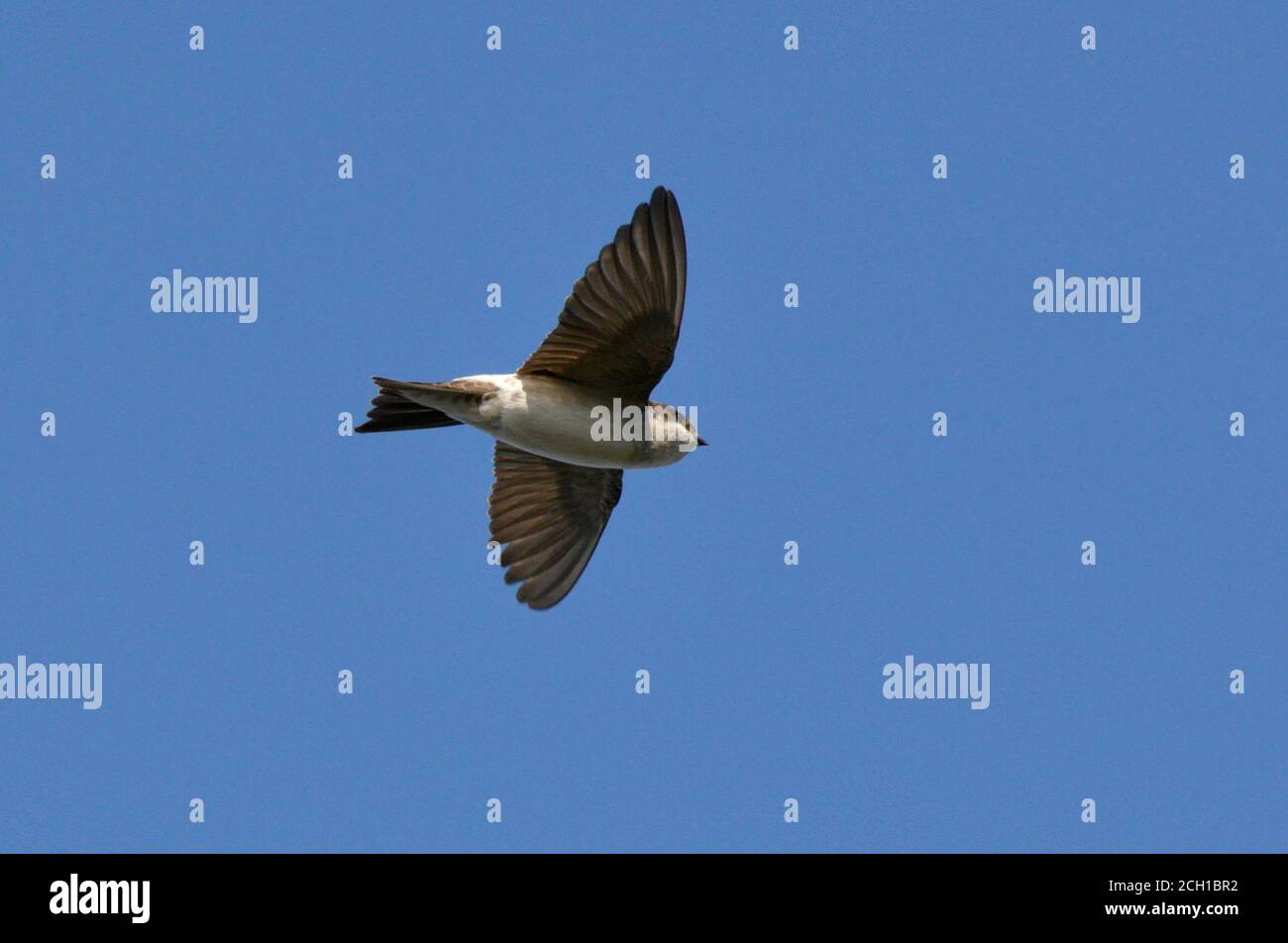 House martin migration hi-res stock photography and images - Alamy