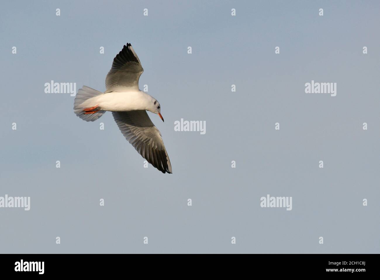 Black-headed Gull - Chroicocephalus ridibundus (winter plumage Stock ...