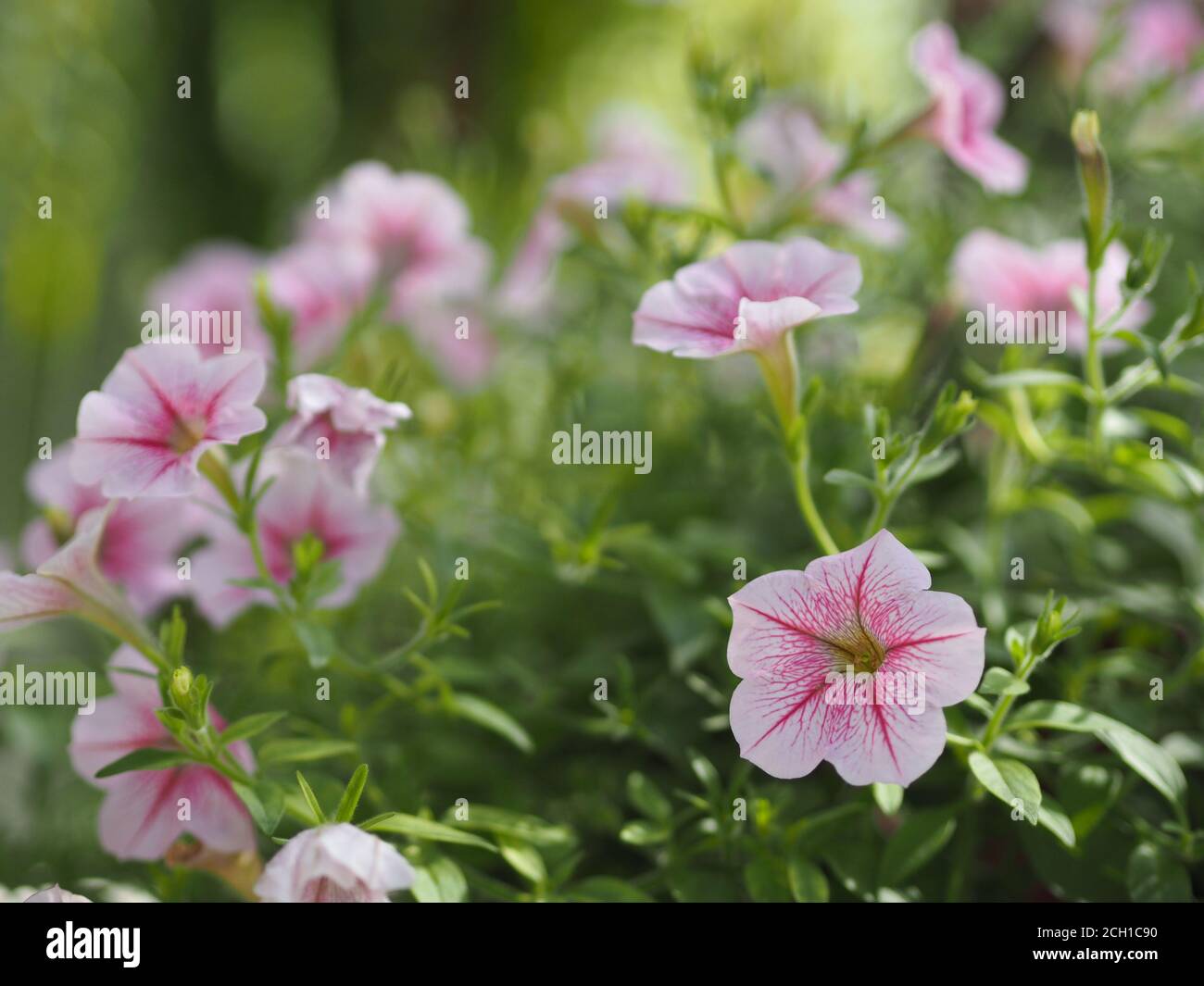 Petunia grandiflora cascade pink hi-res stock photography and images ...