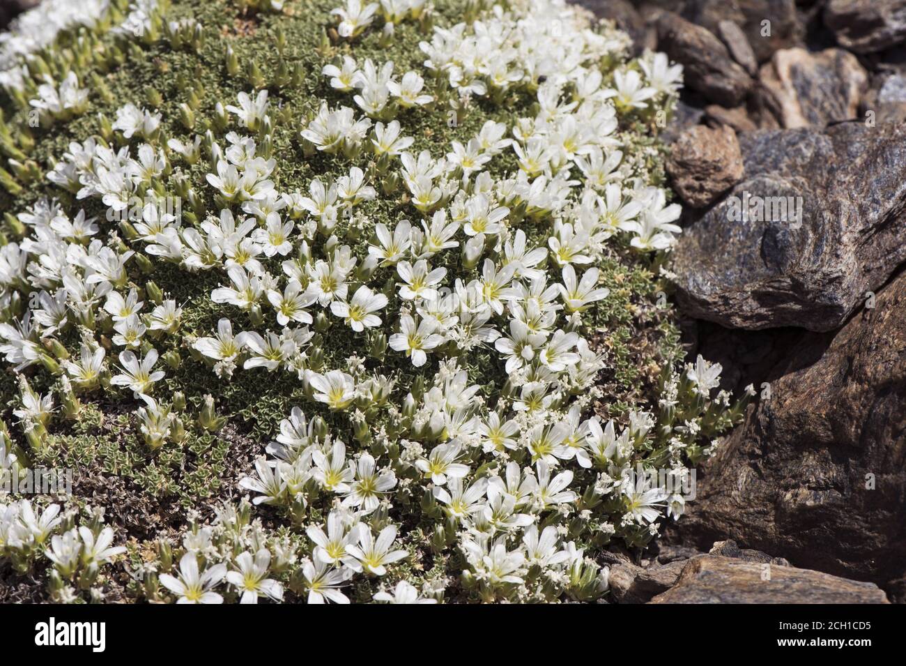 Rock Sandwort High Resolution Stock Photography and Images - Alamy
