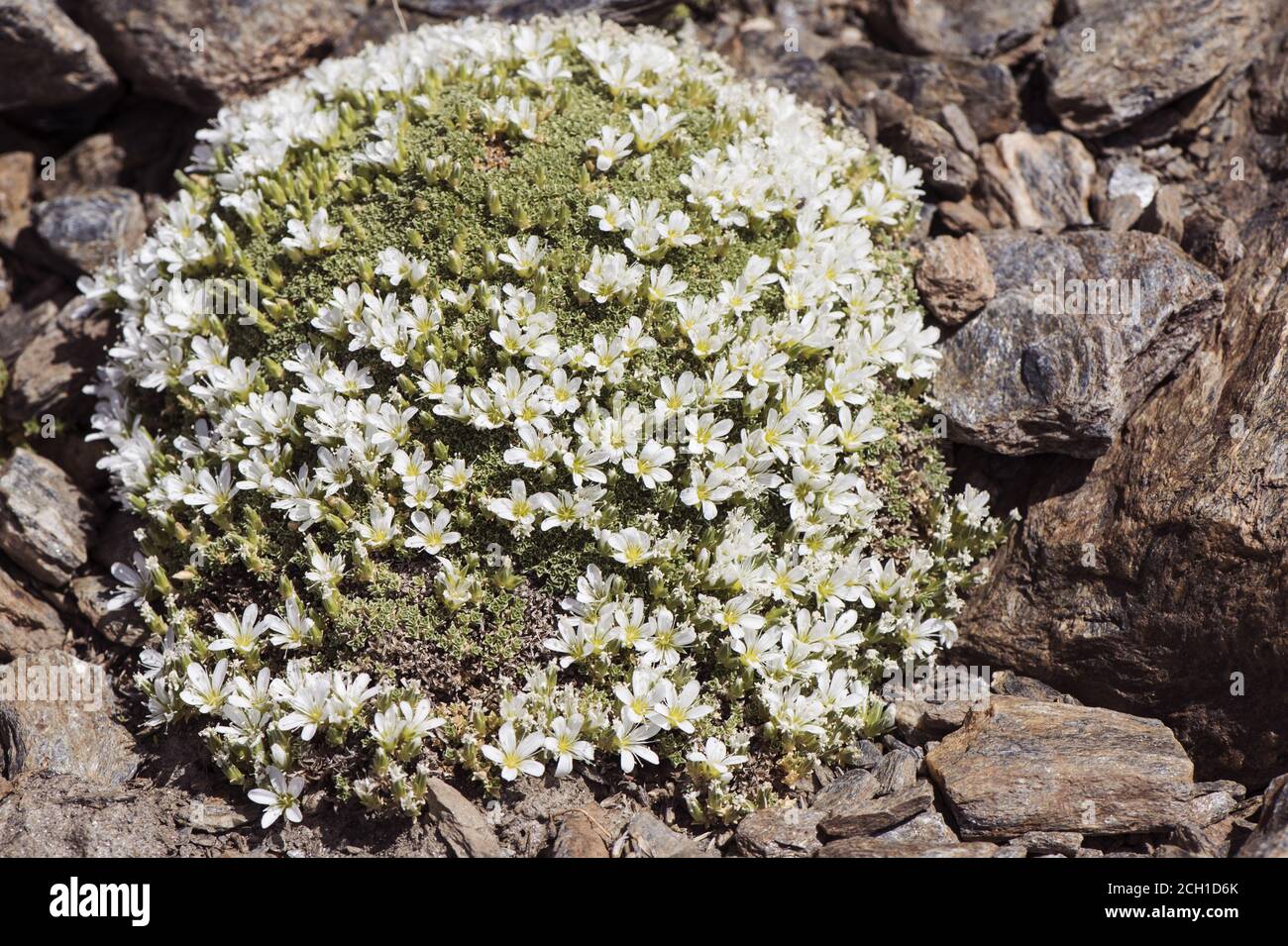 Rock Sandwort High Resolution Stock Photography and Images - Alamy