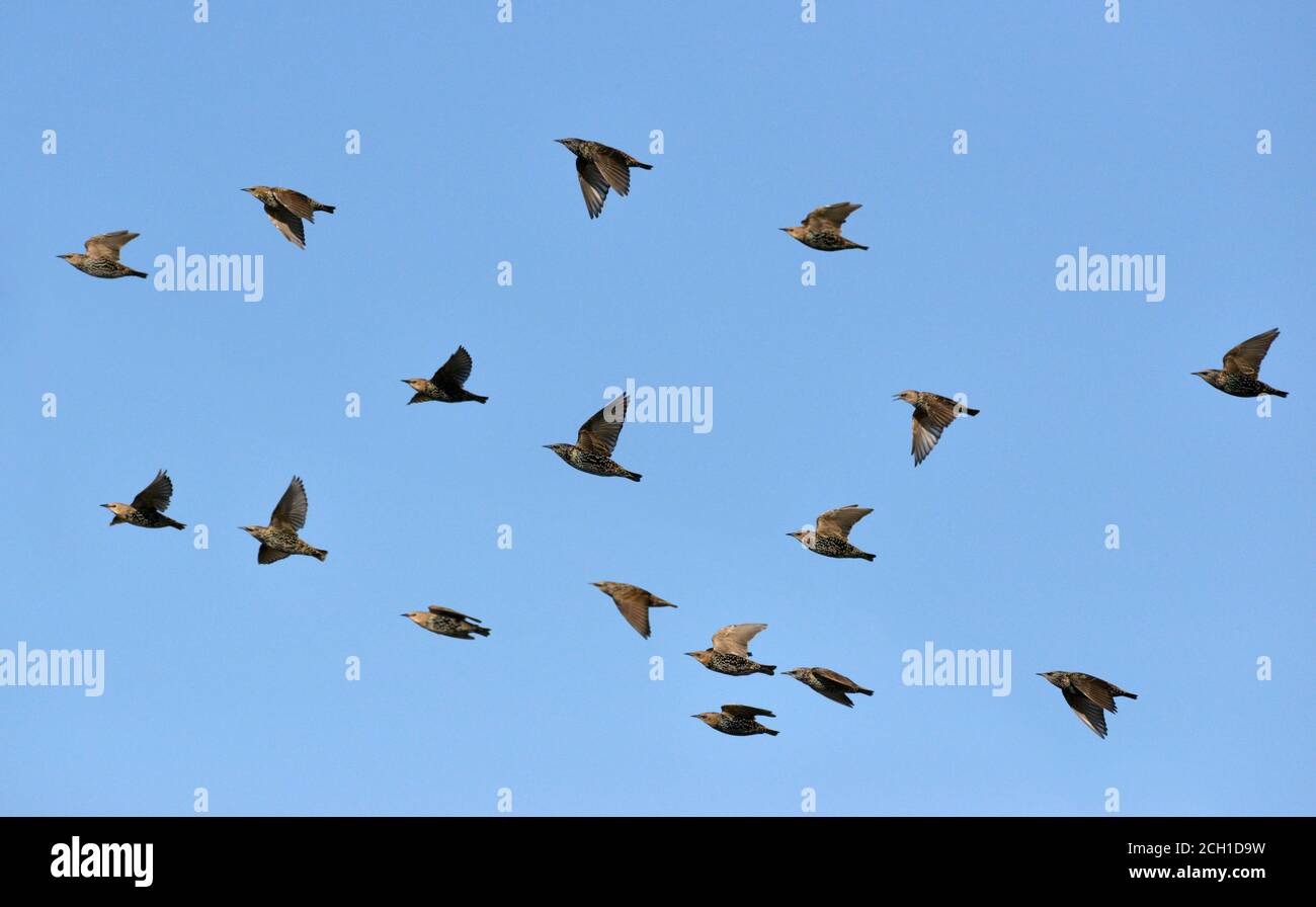 Common starling in autumn flying hi-res stock photography and images ...