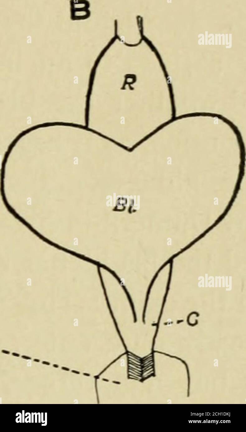 . The biology of the frog . s... Fig. 57. — Diagram of the bladder and ...