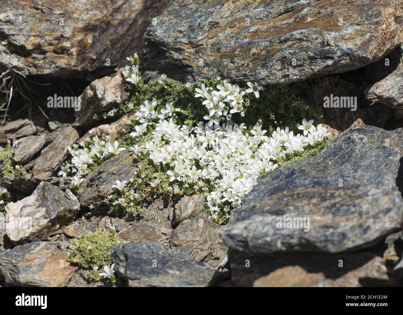 Rock Sandwort High Resolution Stock Photography and Images - Alamy