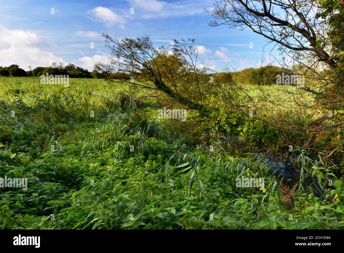 Water meadows in the Test Valley near Stockbridge, Hampshire Stock ...